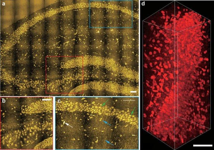 With a Wave of New and Improved Technologies, Caltech Researchers Change the Way We See Worlds ...