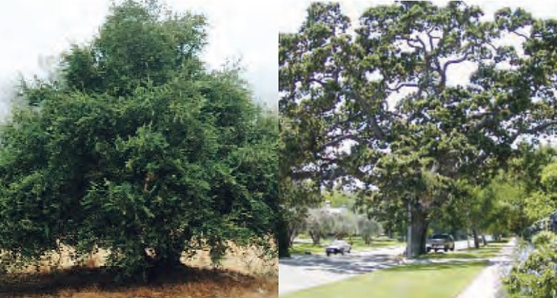 Pasadena Urges Residents to Protect Trees Amid Summer Heat – Pasadena Now