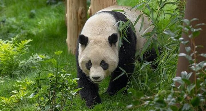San Diego Zoo’s Historic Panda Pair Makes Rose Parade Debut – Pasadena Now