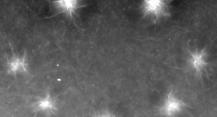 Caltech Scientists Create First Programming Language for Living Matter ...