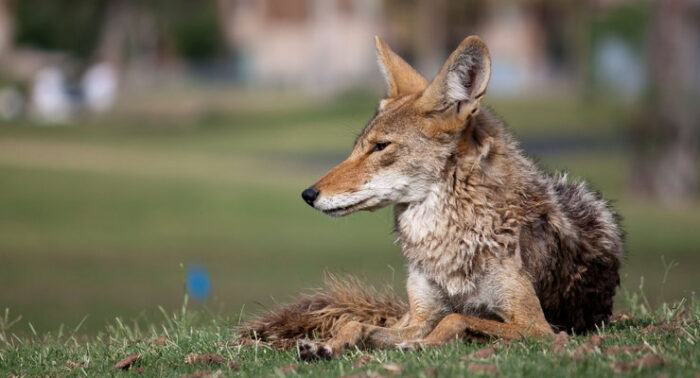 Aggressive Coyotes Alarm Pasadena Neighborhood – Pasadena Now