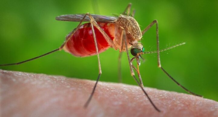 San Gabriel Valley Deploys Sterile Mosquito Army to Combat Disease ...