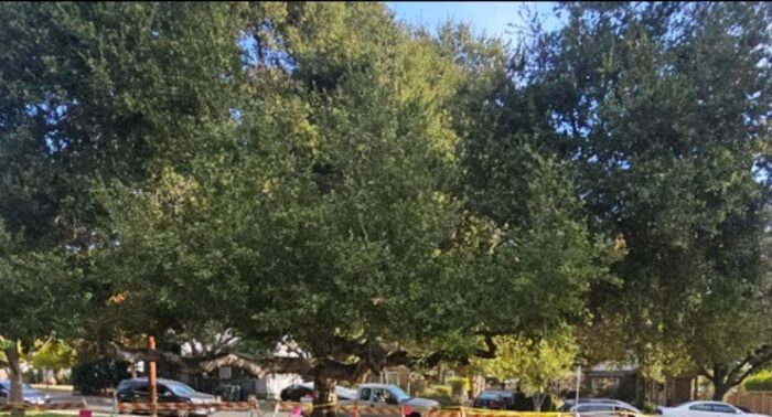 City Weighs Tree Plan Changes to Replace Cypress, Boost Urban Forest ...