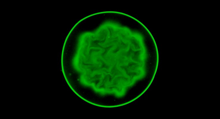 Caltech Team Discovers Bacteria Confined to Droplets Form Complex ...