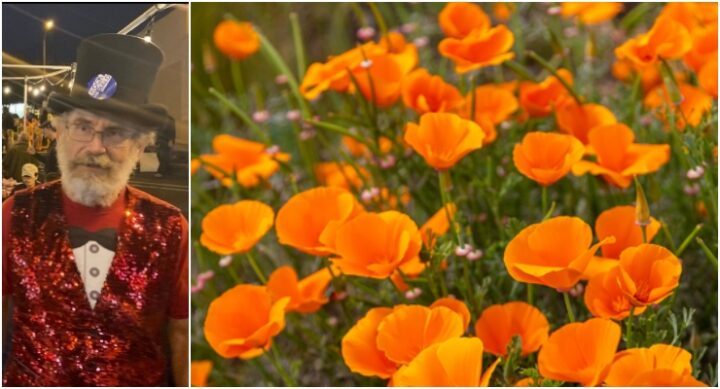 Altadena Launches Massive Effort to Sow 100 Million California Poppy ...