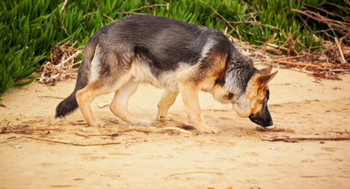 Council Accepts Tracking Dog for Police Unit – Pasadena Now