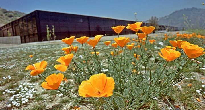 ArtCenter Will Open Hillside Campus for Poppy Planting to Honor Eaton ...