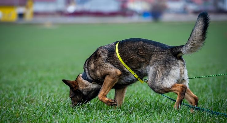 Pasadena Committee Moves Forward With Acceptance of Donated Police ...